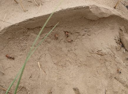 Conserving habitats on the military training estate – Inside DIO