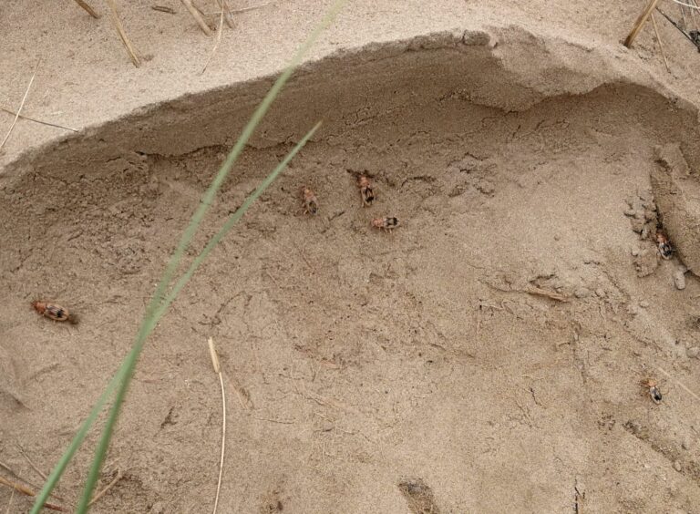 Conserving habitats on the military training estate – Inside DIO