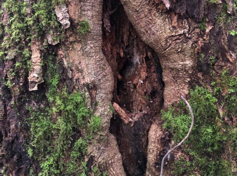 Fighting ash dieback and protecting the future of our woodlands ...