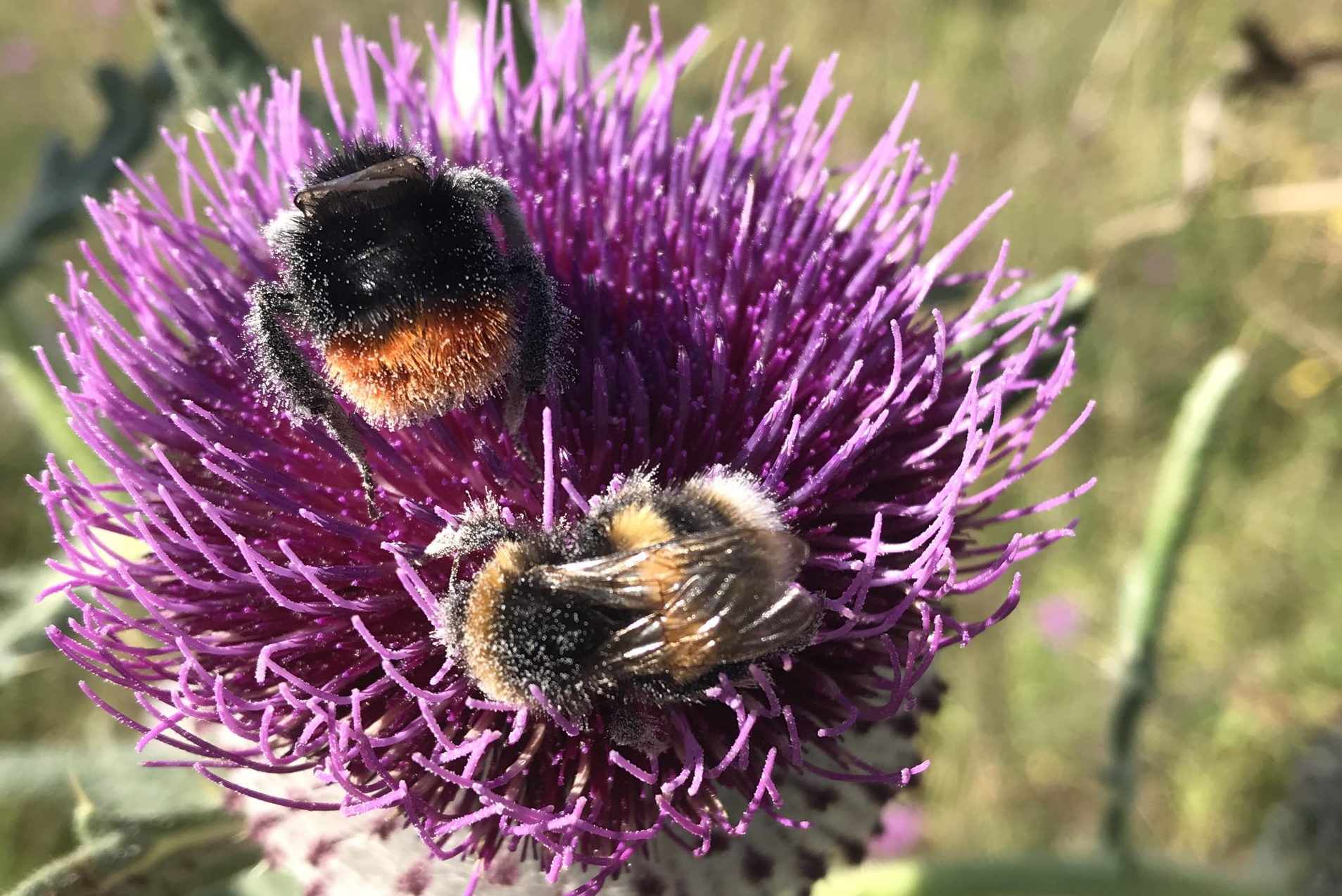 Making a B-Line for Biodiversity – Inside DIO
