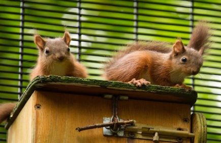 Baby squirrels born on Ballykinler Training Area – Inside DIO