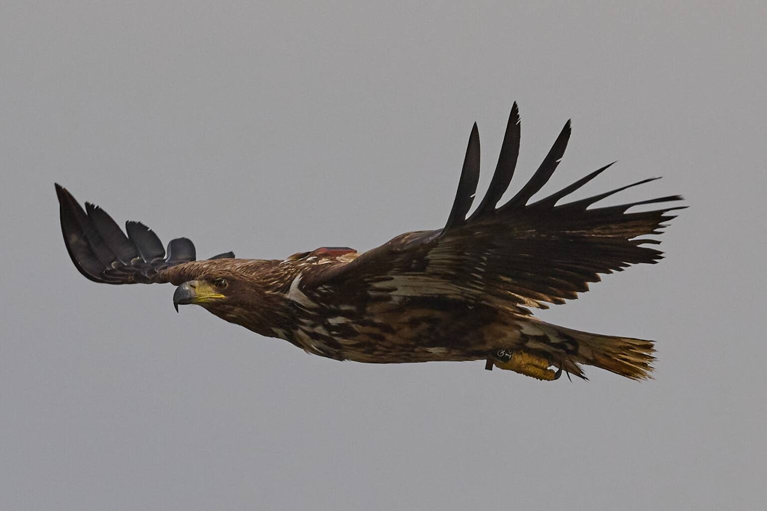 White Tailed Eagle – Inside DIO